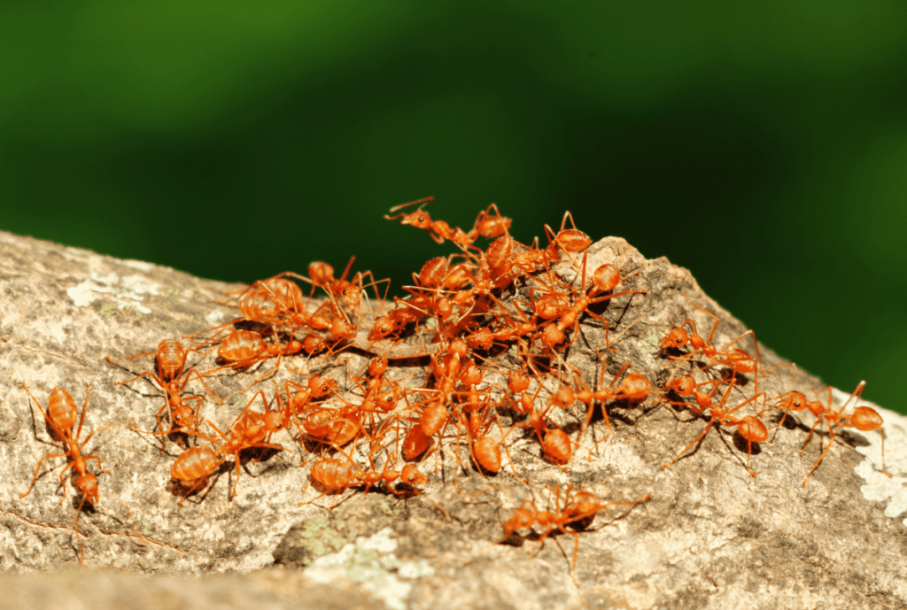 Best Non-Toxic Ant Killer Solutions For Indoors | Green Living Zone