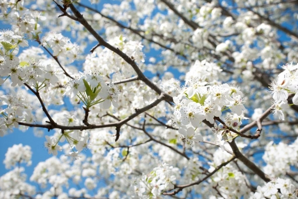Bradford Pear Tree Lifespan | Green Living Zone
