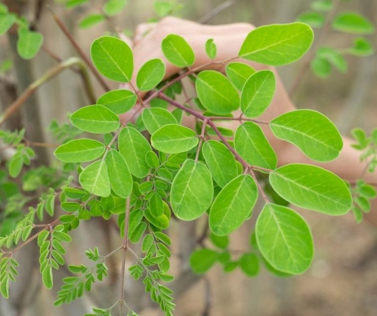 How To Keep Moringa Tree Small? | Green Living Zone