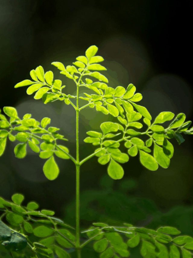Growing Moringa Trees In Containers Indoors - A How To Guide - Green ...
